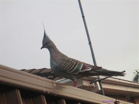 Xd Silly By Mora Kbm On Deviantart