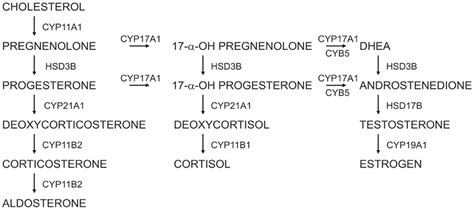 Adrenal Cortex Hormone Synthesis Pathway