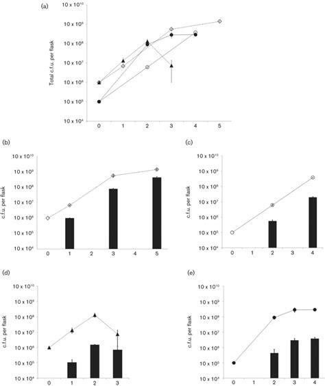 Type 1 And Type 2 Strains Of Mycoplasma Pneumoniae Form Different
