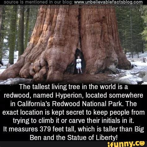The Tallest Living Tree In The World Is A Redwood Named Hyperion