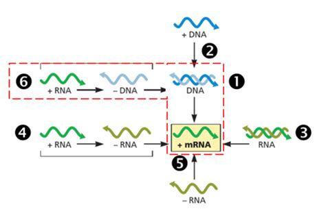 Virology 4 Single Stranded Rna Viruses With Dna Intermediates Flashcards Quizlet