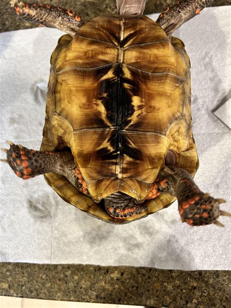 Red Foot Sex Rtortoise