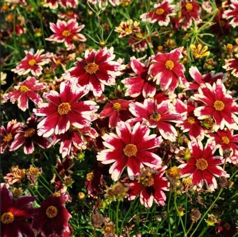 Купить Кореопсис Руби Фрост в Подмосковье в Сергиевом Посаде в