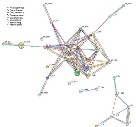 Predicted Protein Interactions Network Generated From String Database