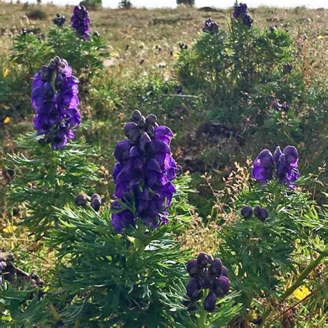 Aconite Wolfsbane Aconitum Napellus Seeds