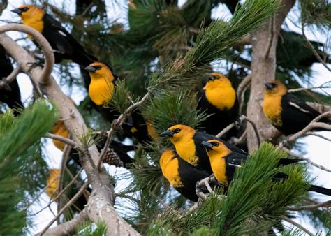 El Etzatlense Tordos Cabeza Amarilla En Etzatlán