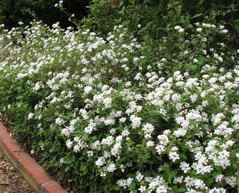 Lantana Montevidensis Trailing White