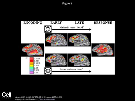 Human Dorsal And Ventral Auditory Streams Subserve Rehearsal Based And
