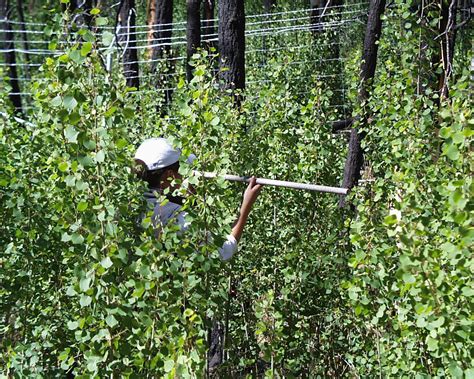 Surveys And Monitoring