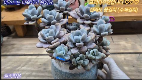 241225원종라온 못생겨진 다육 란다자리분에 합식해요 다육이 다육식물 Youtube