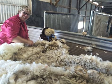 What Is Wool Classing Tambo Teddies