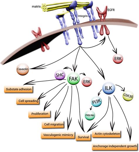 4 Schematic Depiction Of The Signaling Pathways Leading From Integrins Download Scientific