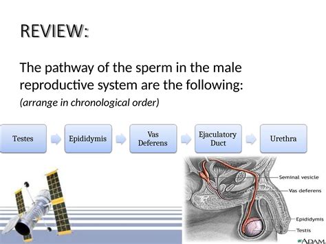 Lect On Male Reproductive System Pptx