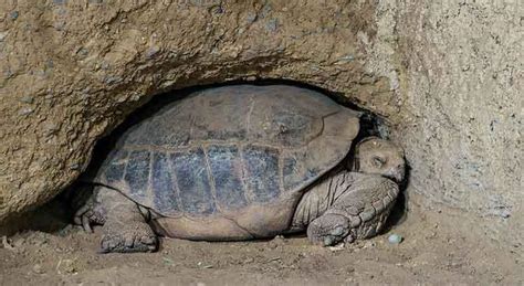 How Do Turtles Sleep Why Where And How Pictures TurtleOwner Com