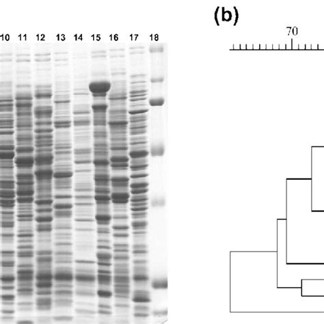 A Sds Page Profiles Of Whole Cell Protein Extracts Of Vagococcus