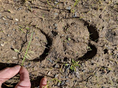 Identifying The Sex Of An Elk From Its Tracks Traditional Bowhunter Magazine