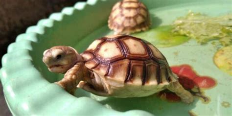 Sulcata Tortoise Size Guide By Age And Growth Rate