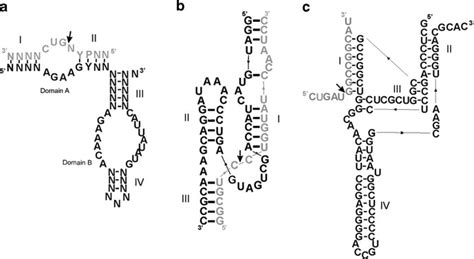 Secondary Structures Of Selected Small Catalytic Rnas Acting In Trans