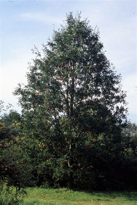 Quercus Castaneifolia Trees And Shrubs Online