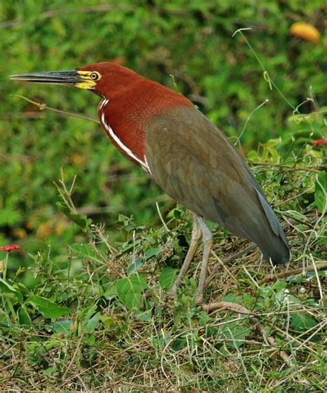 Socó Boi Tigrisoma Lineatum Wikiaves A Enciclopédia Das Aves Do Brasil