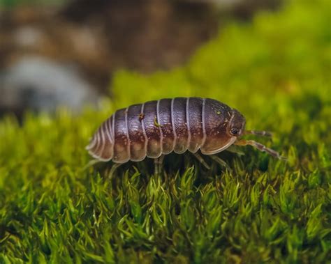 Isopod R Insects