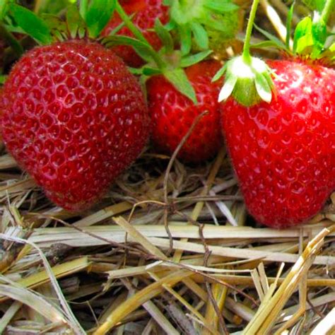 Клубника Флоренс, фриго - Продажа саженцев оптом и в розницу