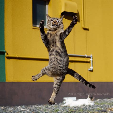 猫の躍動感あるポーズが撮れた！と思ってたのによく見たらすごい顔してた「最高の虚無顔」「虚無の塊みてえ」 2ページ目 Togetter トゥギャッター