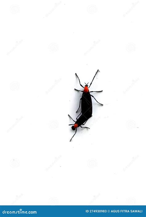 insect mating leads to breeding in the morning stock image image of
