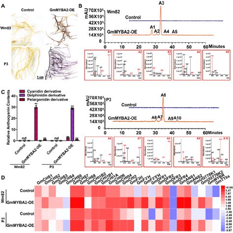 Gmmyba2 Induces Different Kinds Of Anthocyanin Accumulation In Hairy