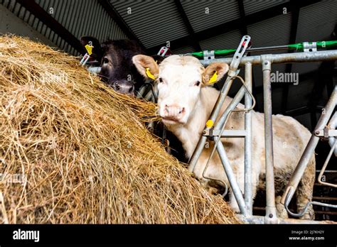 Beef Cattle Feed On Silage Grass Or Hay On A Farm In County Donegal