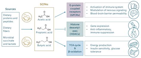 Why You Should Combine Analysis Of Short Chain Fatty Acids Scfas And Medium Chain Fatty Acids