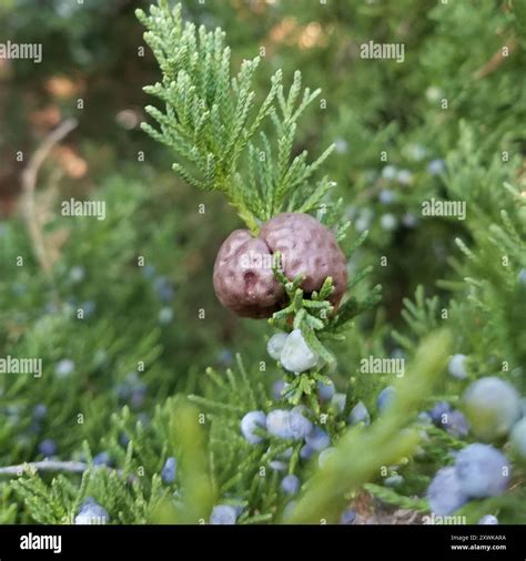 Juniper Apple Rust Gymnosporangium Juniperi Virginianae Fungi Stock