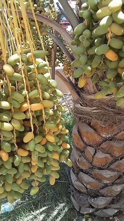 জান্নাতে খেজুরে বাগান Youtube