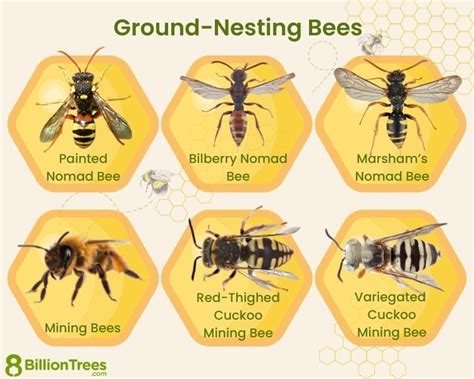46 Free Printable Bee Identification Charts Pdf