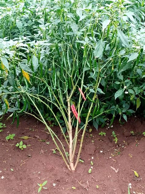 Sibomana Athanase On Linkedin Somewhere In Kayonza Eastern Province If You Want To You Can