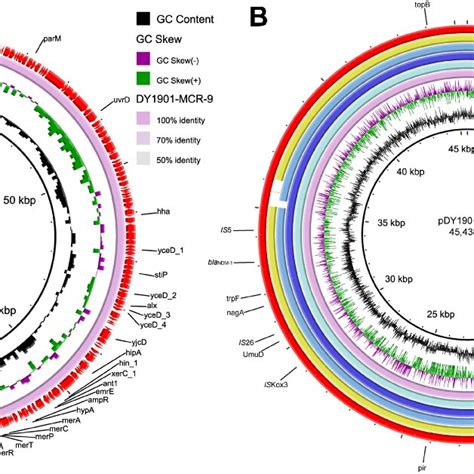 S1 Nuclease Pulsed Field Gel Electrophoresis S1 Pfge And Southern