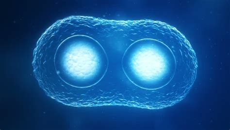 Cells Dividing Stock Footage Video Royalty Free Shutterstock