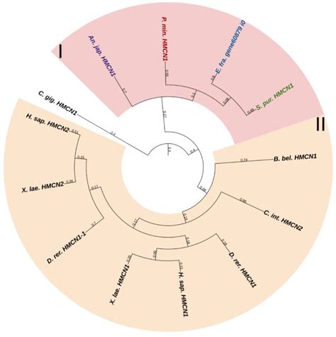 Extracellular Matrix Of Echinoderms