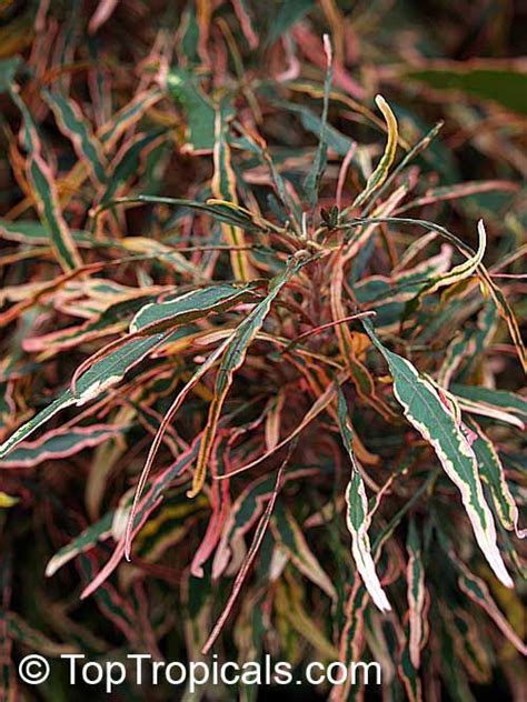 37 Copperleaf Plants Ideas Plants Garden Shrubs