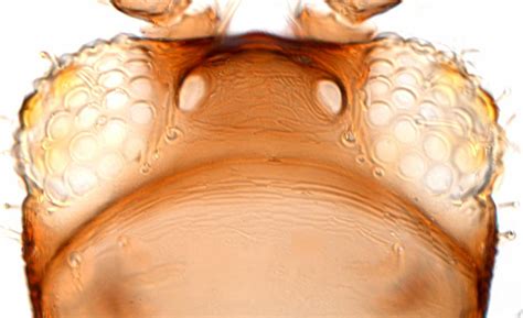 Neohydatothrips Variabilis Browse Species Thrips Of California