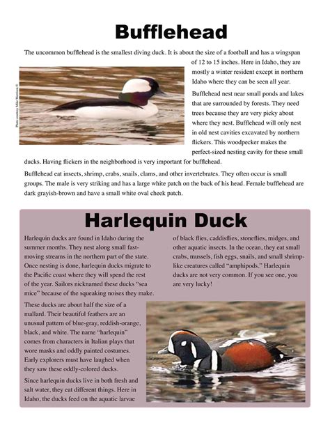 31 Free Printable Duck Identification Charts Pdf