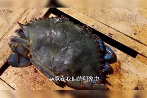 渔民抓到一只奇怪螃蟹，壳“软”的不像话螃蟹