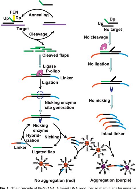 Figure 1 From Sensitive And Specific Colorimetric Dna Detection By