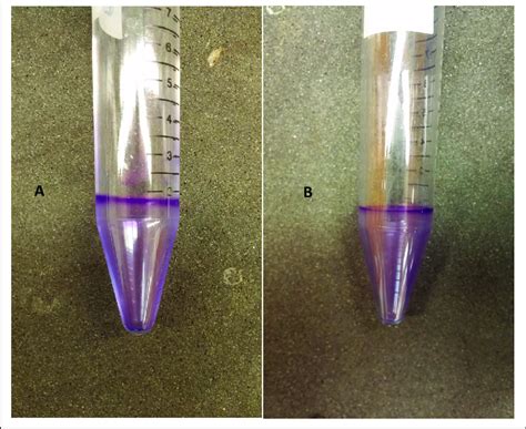 Biofilm Formation On Polystyrene A Pdo300 B Pdo300 Δrela Download