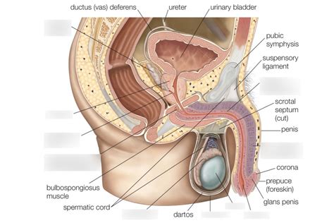 Reproductive System Pt 1 Diagram Quizlet
