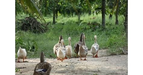 Патици спечелиха съдебно дело във Франция