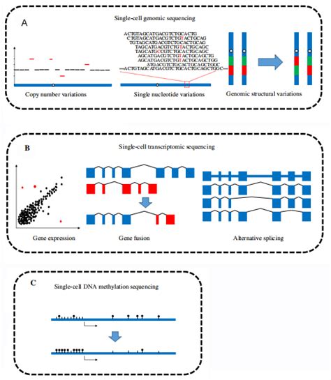 微观探索人体奥秘 037 单细胞测序——概念及发展历程 知乎