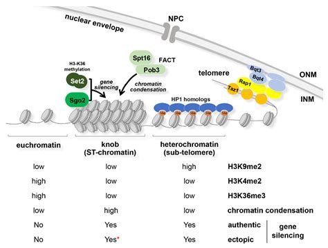 Nuclear Envelope Proteins Modulating The Heterochromatin Formation And