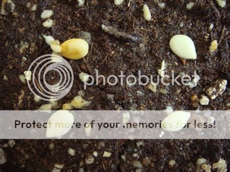 Proboscidea Junglekeyfr Image