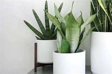 همه چیز درباره سانسوریا مهتابی و نگهداری از آن مجله وبسایت آچاره